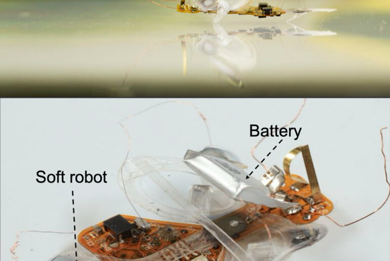 EPFL Researchers Create a Soft Robotic Insect That Can Survive Being ...