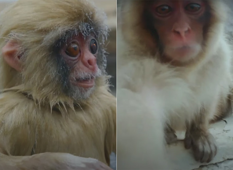 Spy Camera Disguised as a Macaque Monkey Makes a New Little Friend ...