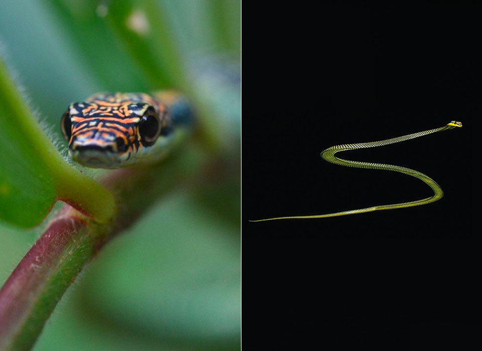 Researchers Solve the Mystery of How Paradise Tree Flying Snakes Glide ...