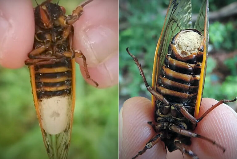 Parasitic Massospora Fungus Turns Cicadas Into Zombies - TechEBlog