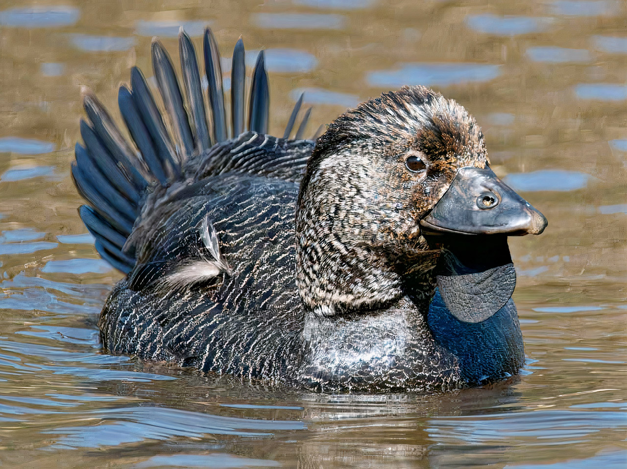 Musk Duck from Australia Can Mimic Human Speech, This Sound Clip Proves ...