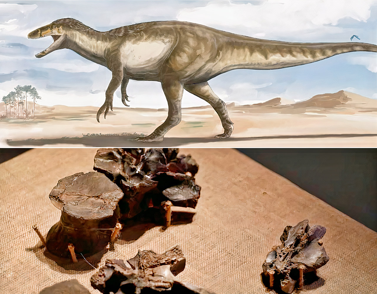 Megaraptor Fossil Discovered by Paleontologists, is Largest Known ...