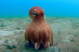 Forget Underwater Drones, Researchers Use a Robotic Octopus to Study ...