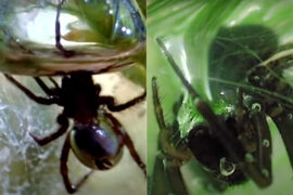 Fascinating Look at the Diving Bell Spider, the Only Arachnid That ...