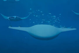 Northrop Grumman's Manta Ray Uncrewed Underwater Vehicle Prototype is ...