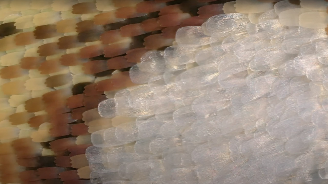 Nanoscapes Short Film Shows What Butterfly Wings Look Like Under an ...