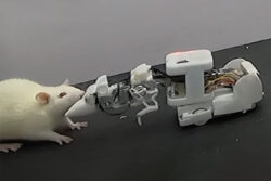 AI-Trained Robot Rat Learns How to Play and Fight with its Real-Life ...