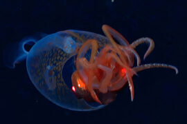 This is the First Time a Colossal Squid Has Been Captured in its ...