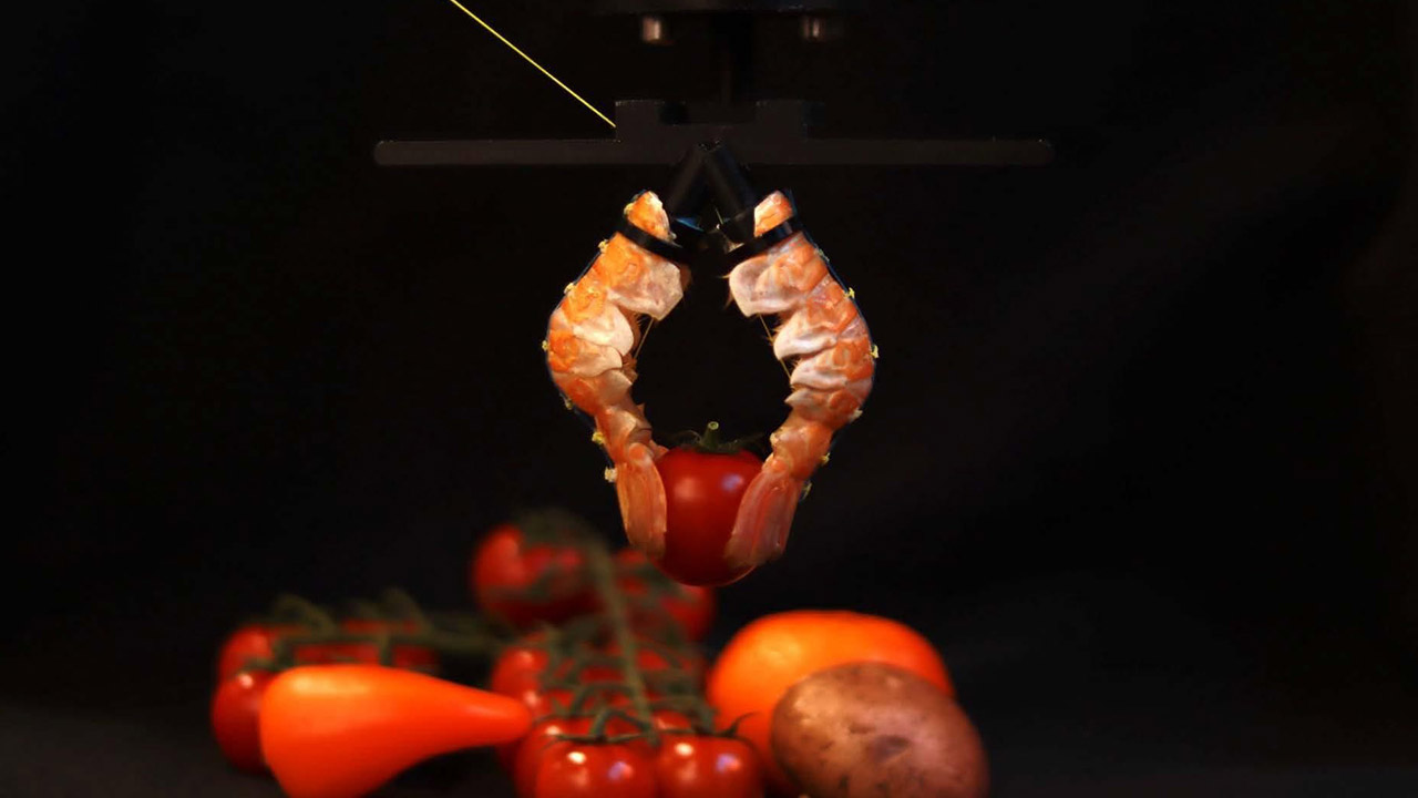 Lobster Leftovers Become Robot Hands - TechEBlog