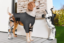 Pet Exoskeleton Gives Injured Dogs a Second Chance at Walking - TechEBlog